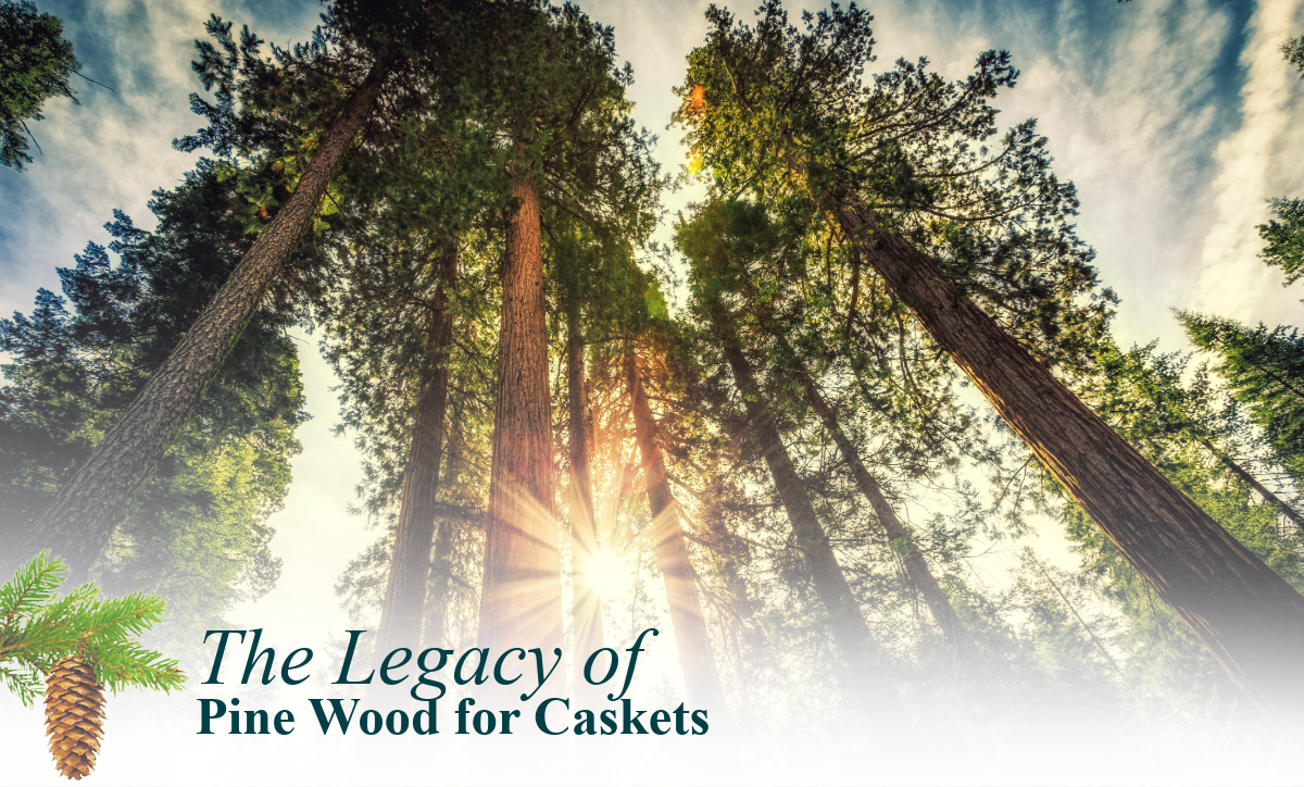 The Legacy of Pine Wood for Caskets | Ark Wood Caskets